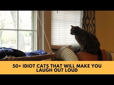 50+ Idiot Cats That Will Make You Laugh Out Loud