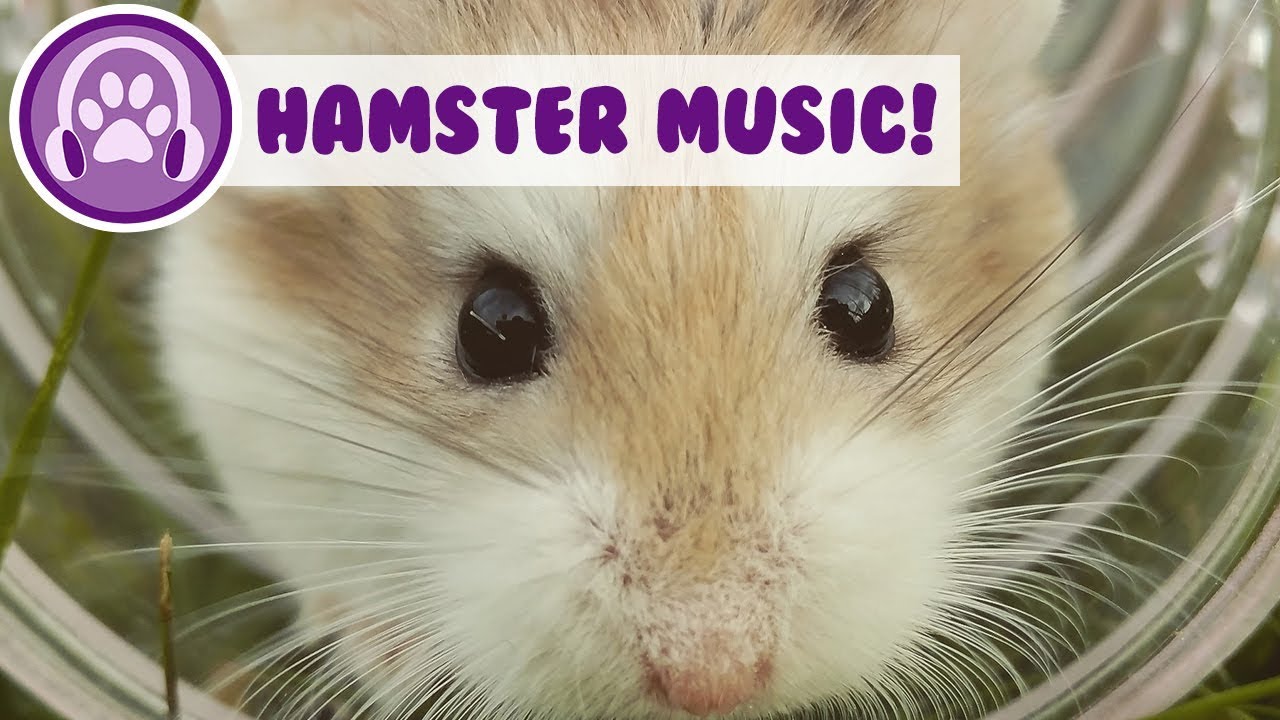 Hamster Music! New Relaxing Music to Help You and Your Hamster Sleep ...
