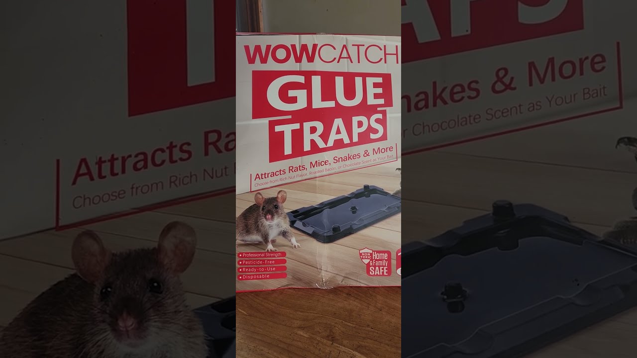Sticky Traps: A More Humane Way to Handle Mice - PestControls.blog