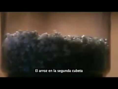 DOCTOR MASARU EMOTO EXPERIMENTO  CON ARROZ