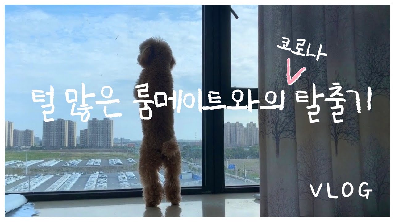 Vlog 중국 브이로그 자가격리 2주만에 강아지와 탈출 성공 중국 상해 직장인 격리해제 격리 14일 상하이 일상 첫 브이로그 자취집 정리 중국 현지