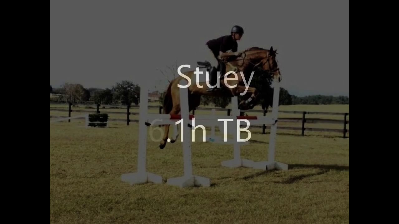 2009 16.1h TB Training level eventing gelding - YouTube