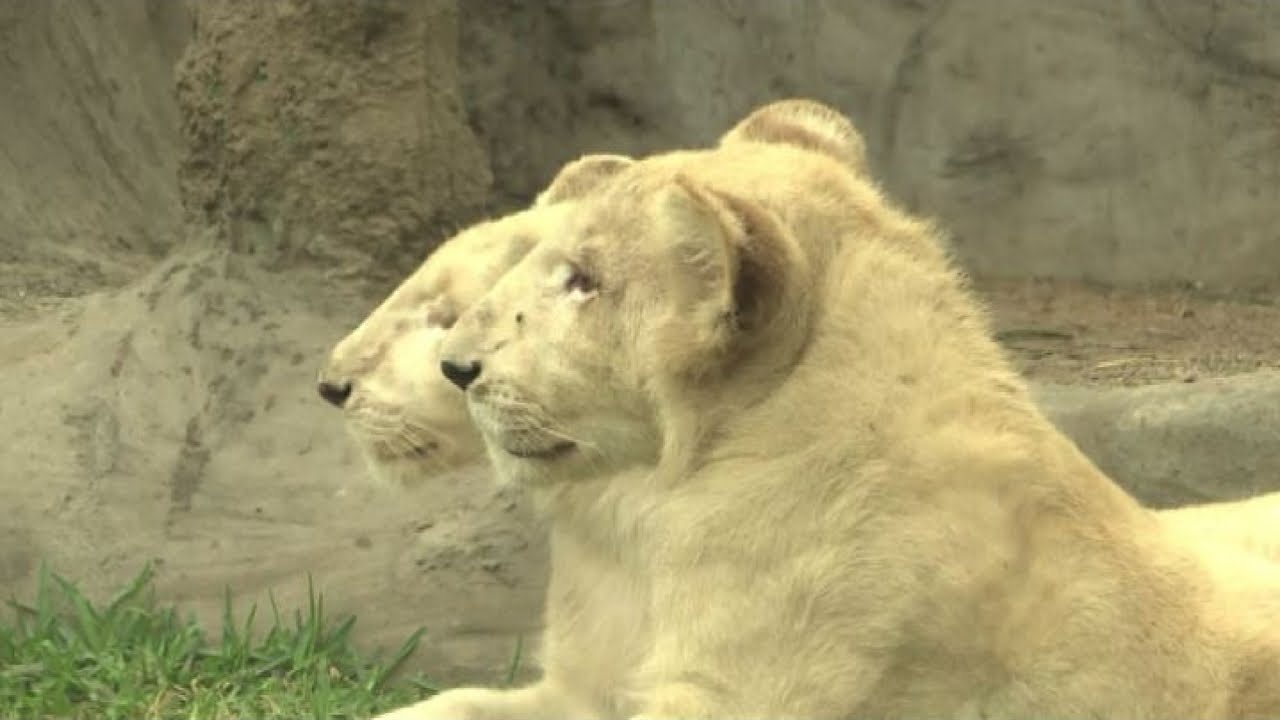 Due cuccioli di leone bianco debuttano allo zoo di Lima - YouTube