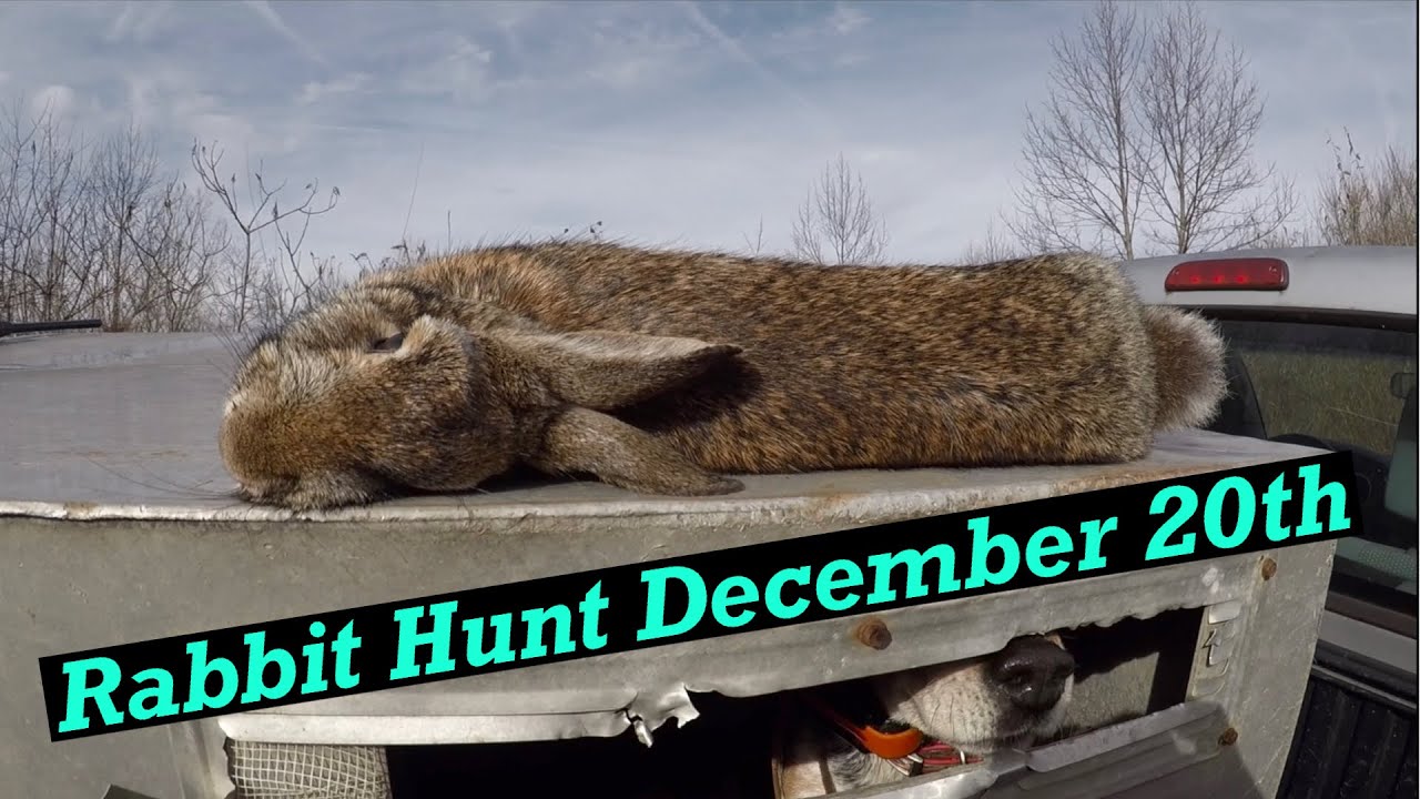 Hunting Appalachian Rabbits In East Ky. - YouTube