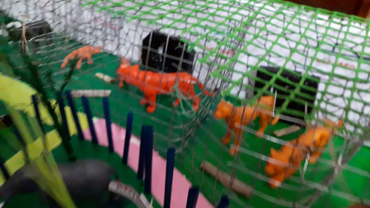 ZOO model project - YouTube
