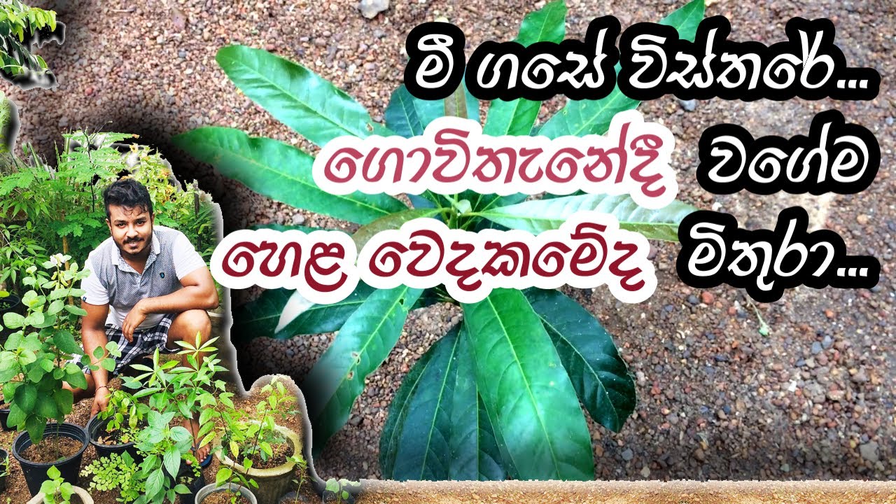 මී ගසේ විස්තරේ "ජාතියේ පොහොර ගස" | මී ගසෙහි ඖෂධීය වටිනාකම | Mee Tree ...
