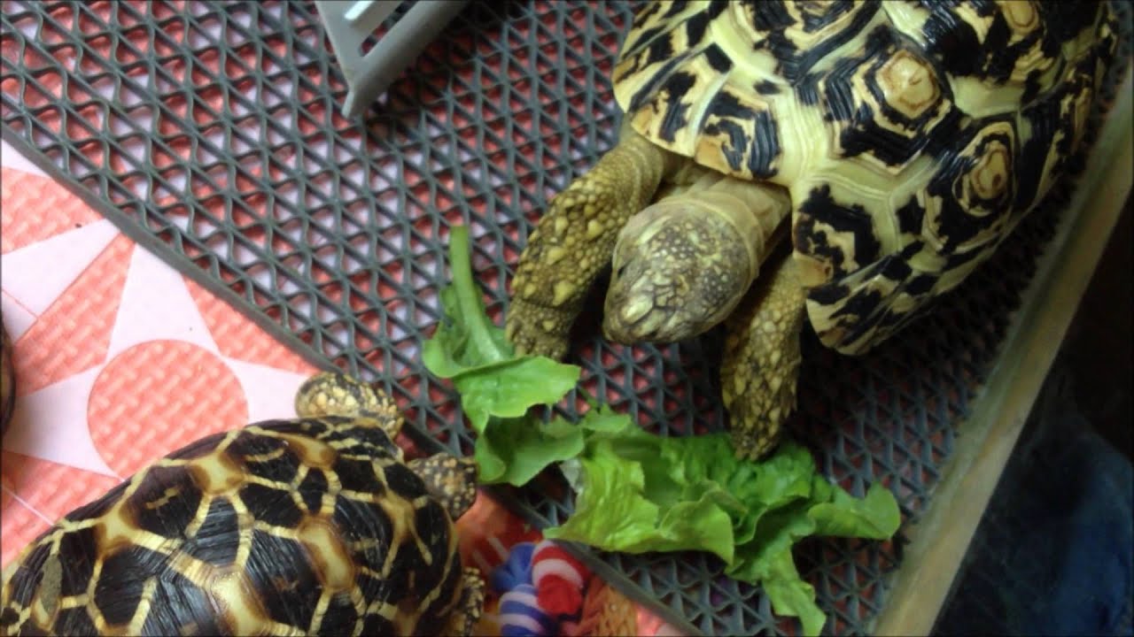 tortoises - YouTube