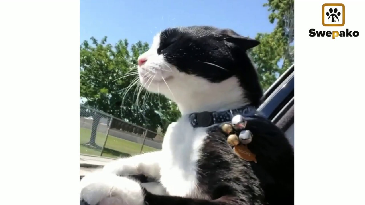 The Best & Cutest 😻😹😻 - Best Funny Cat Scene Ever - YouTube