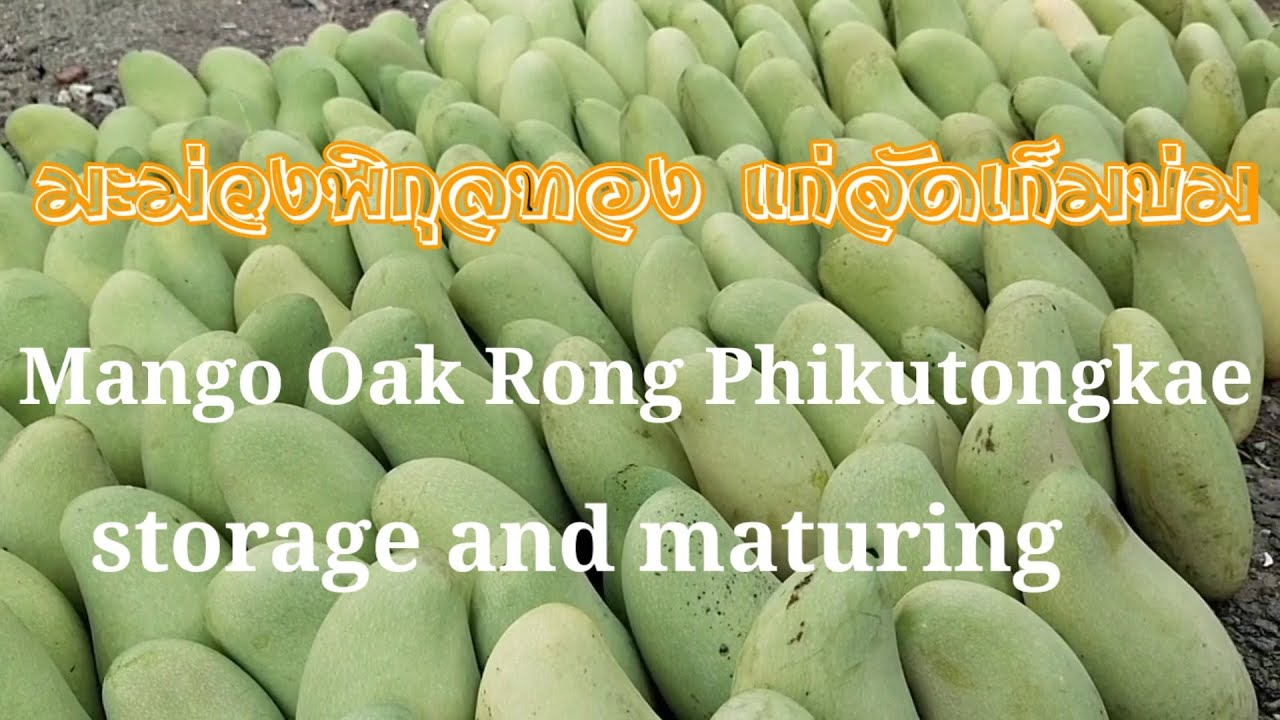 มะม่วงอกร่องพิกุลทอง แก่จัดเก็บบ่ม Mango Oak Rong Phikuthongkae ...