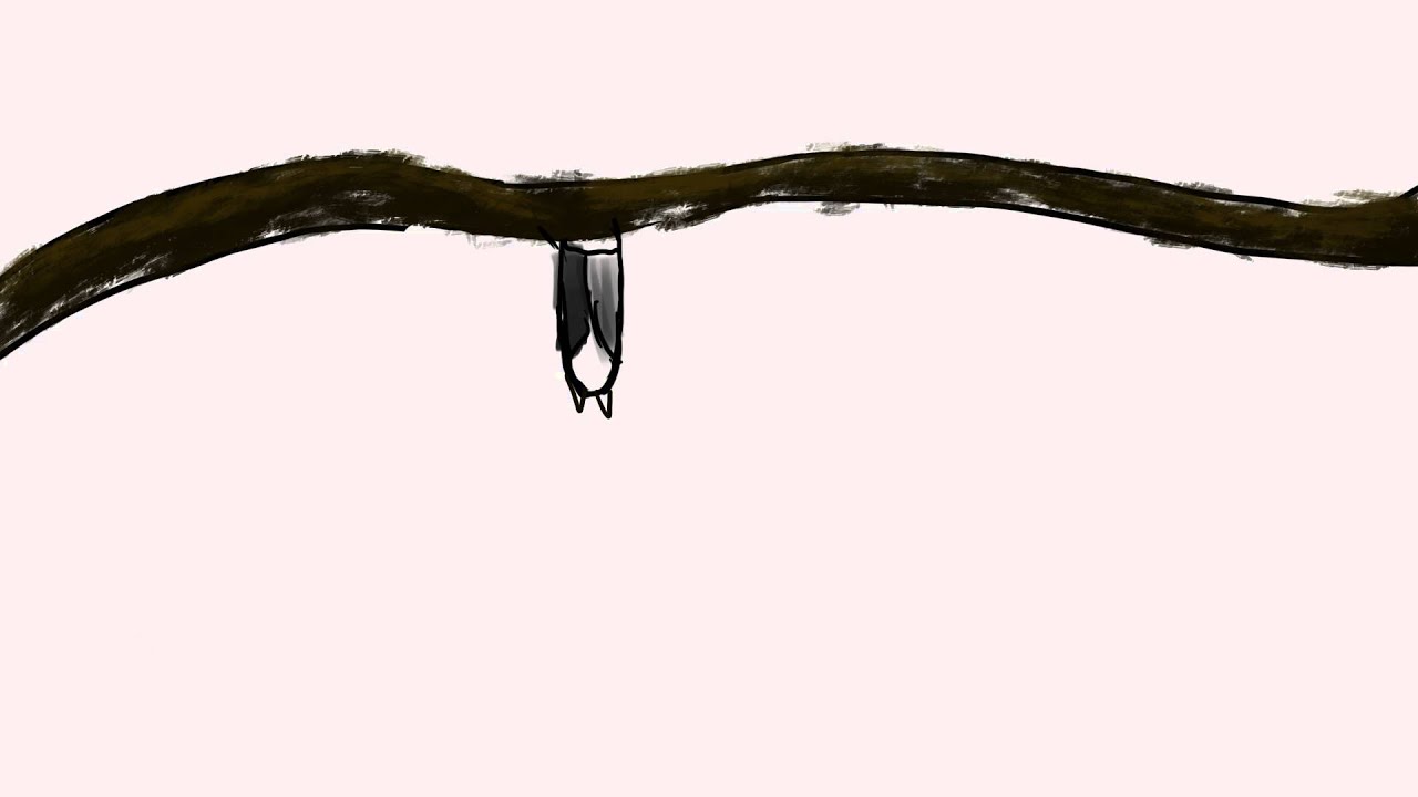 Bat landing/taking off and fly cycle - YouTube