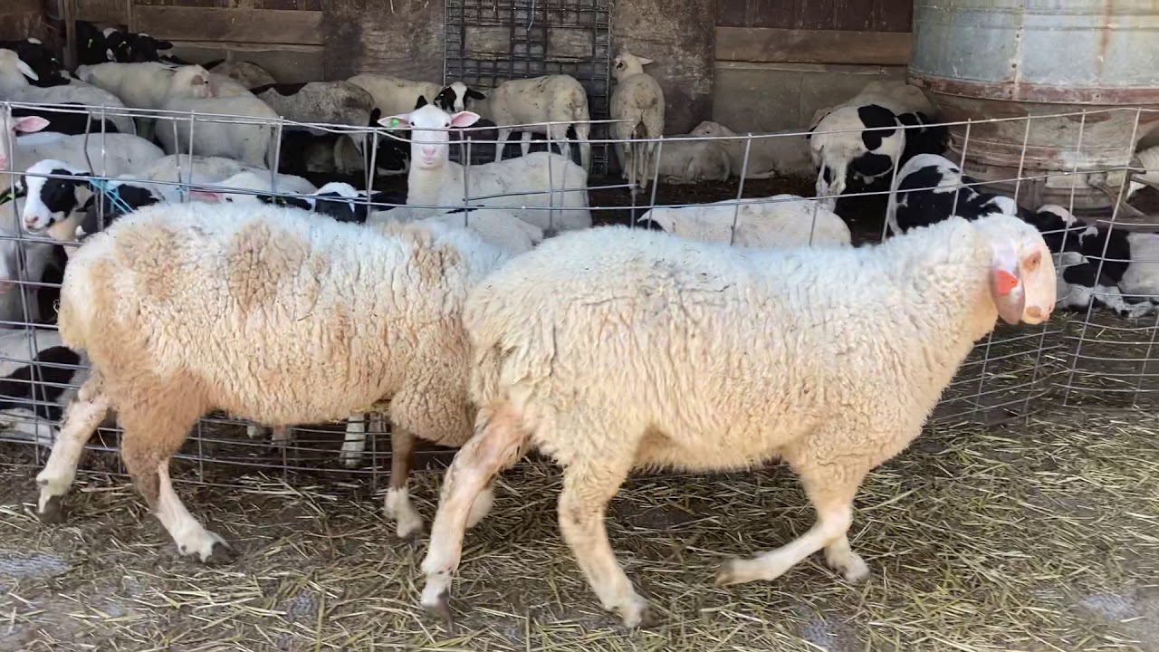 Assaf Ram lambs 4 - YouTube