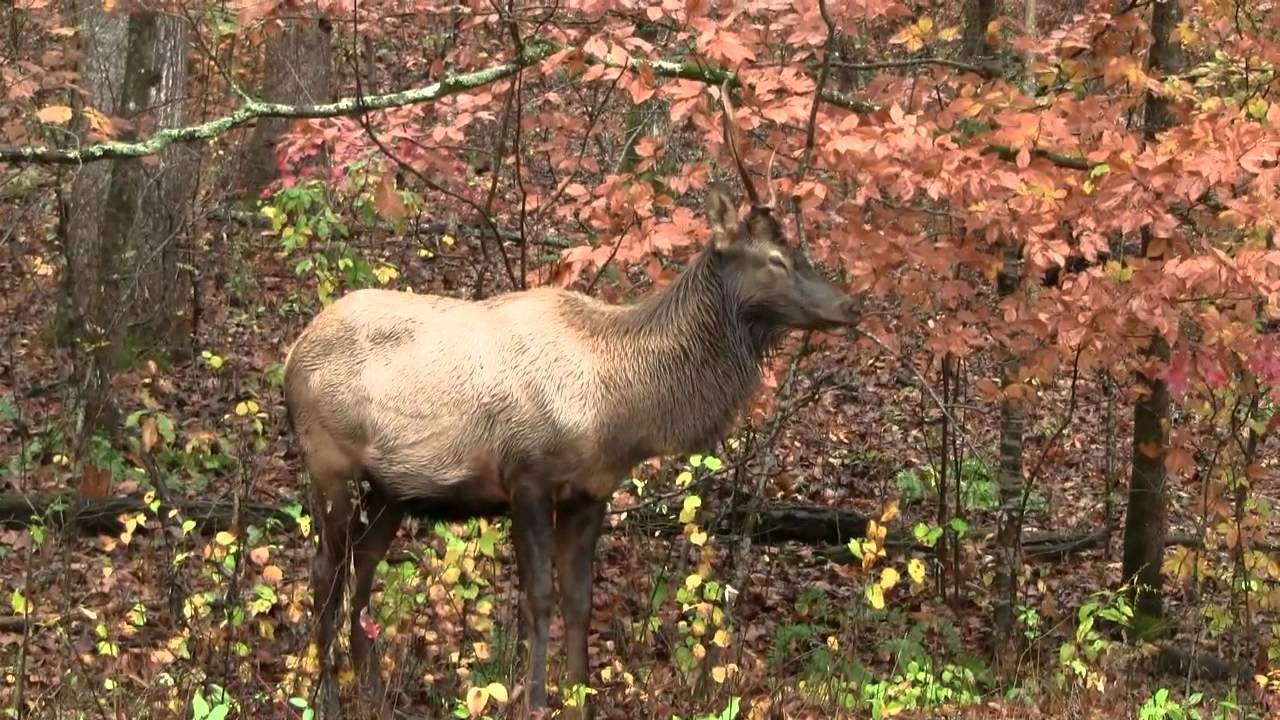 Elk, Satellite Bulls, Southern Appalachian Mountains - YouTube