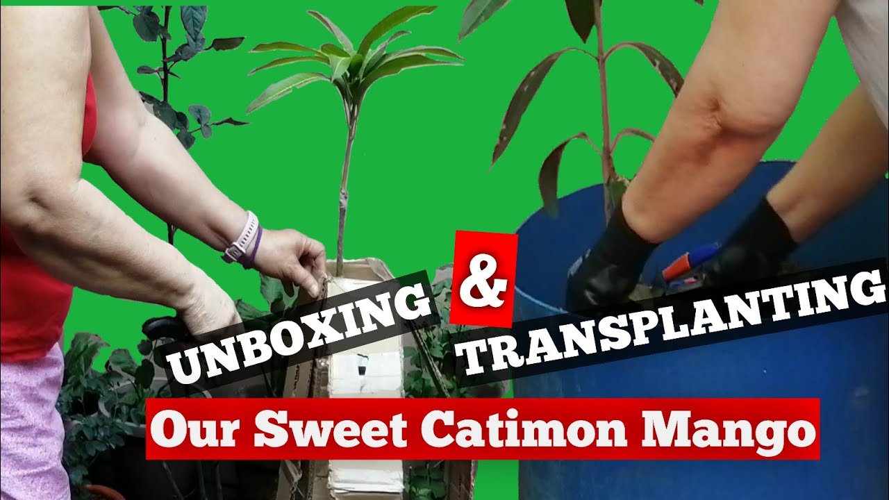 UNBOXING & TRANSPLANTING OUR SWEET CATIMON MANGO / Gardening Diary ...