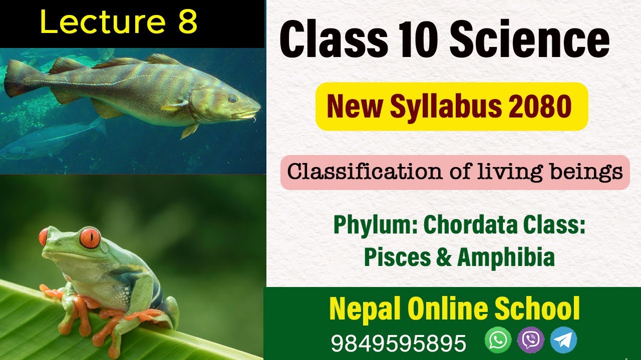 Phylum : Chordata | Class: Pisces & Amphibia | Grade 10 Science | New ...