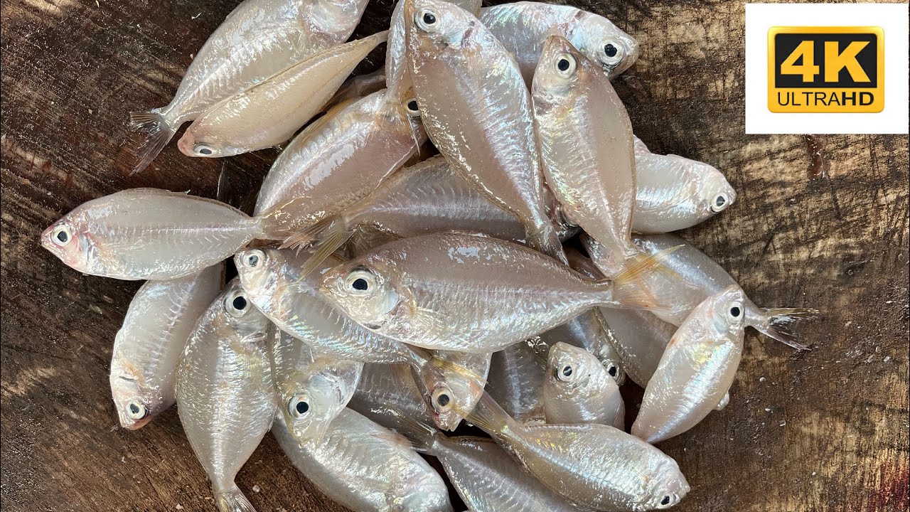 White Suthumbu fish cutting video /Fishcuttingrs #fishcuttingrs # ...