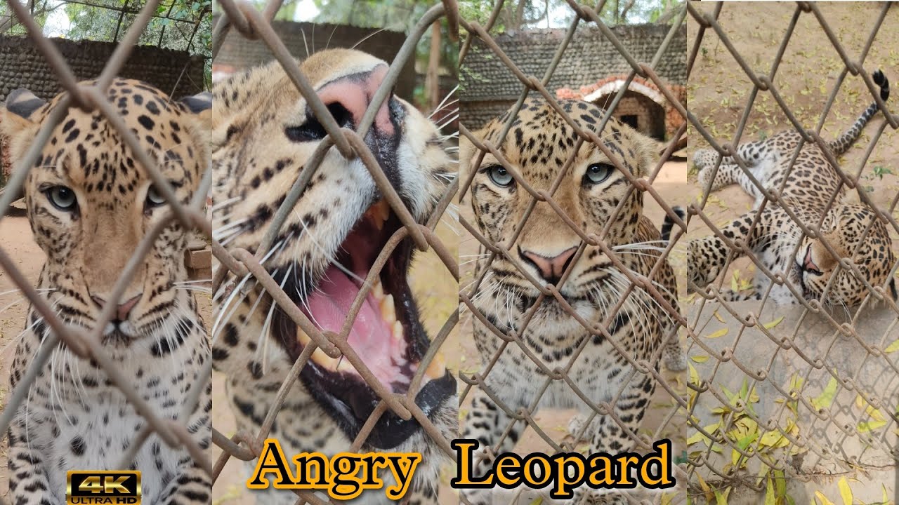 Leopard trying to attack on Tourists under the cage area | 4k ...