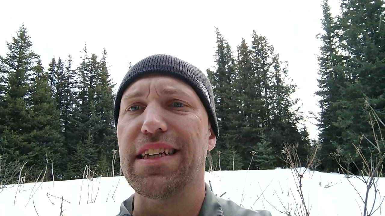 Medicinal and Edible Plants: Pushki and Willow - YouTube