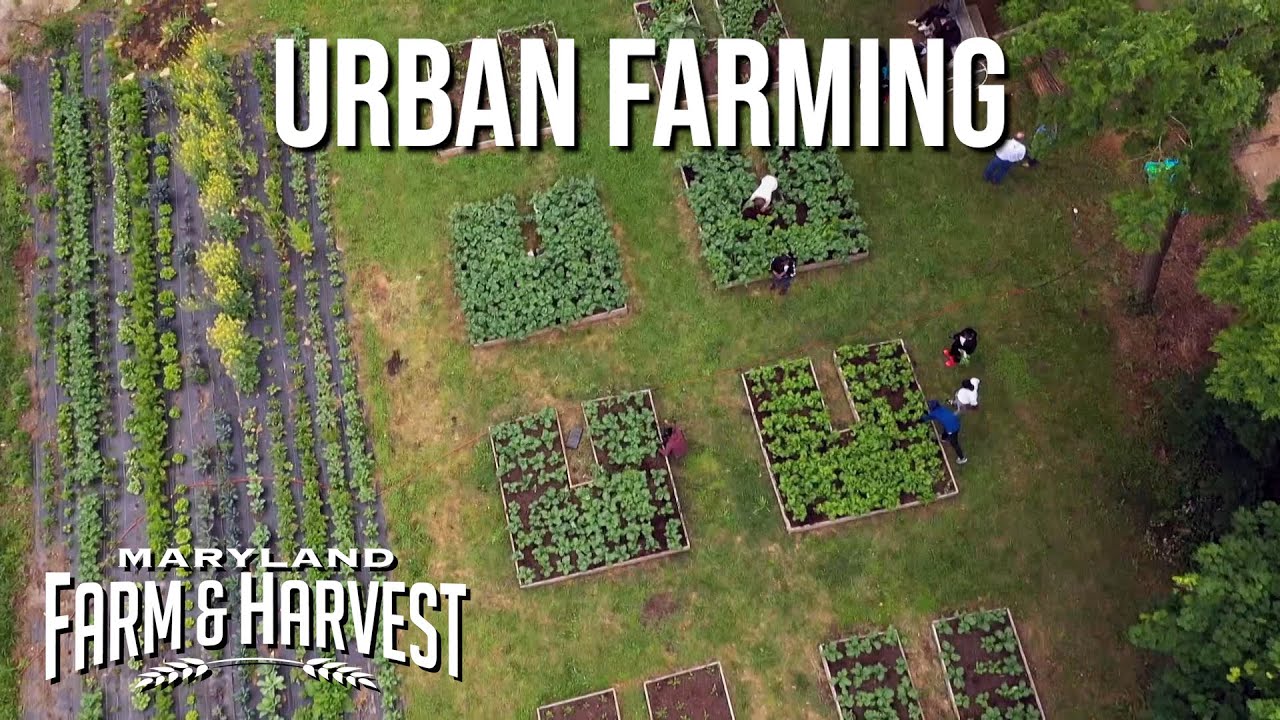 Baltimore Urban Farming The Plantation Park Heights Urban Garden