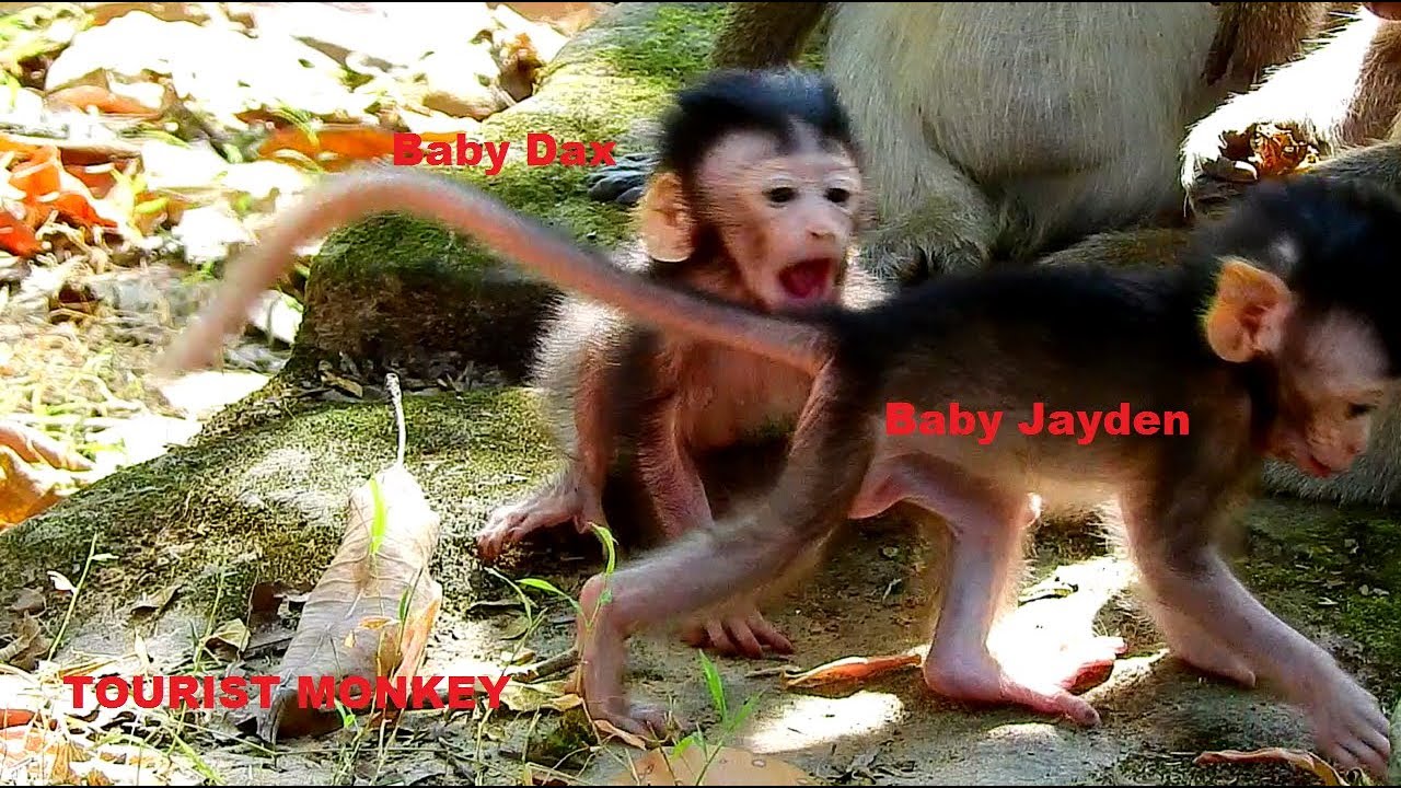Oh! two small baby monkeys learn how to bite, Baby Dax want bite Jayden ...