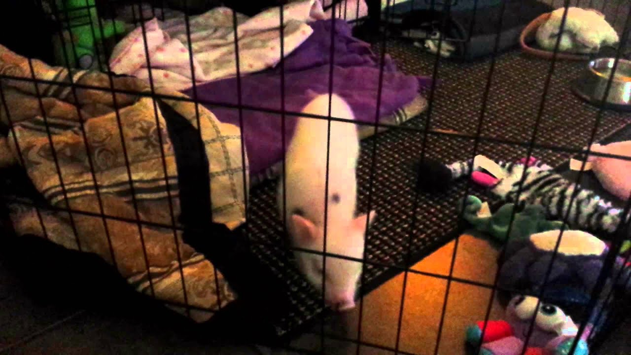Pixie Pig - YouTube