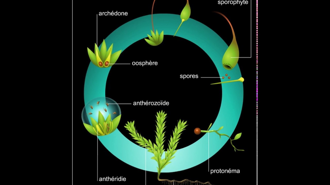 Cycle des mousses - YouTube