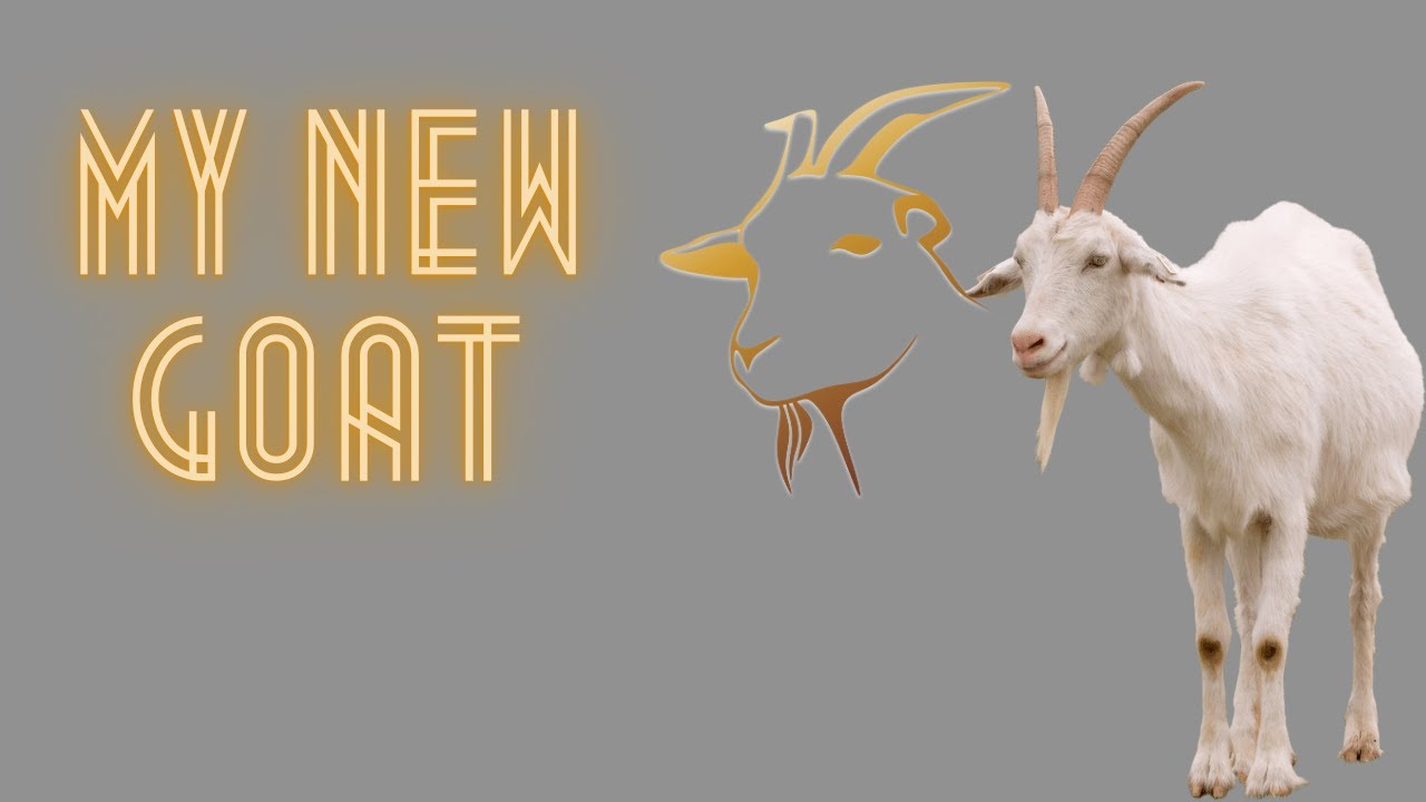 My new goats 🐐 - YouTube