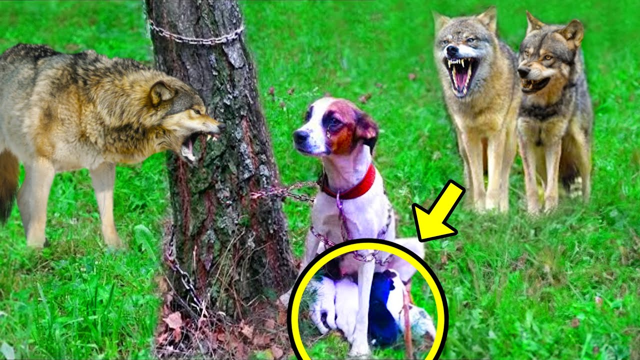 Hungry Wolves Attacked Mama Dog With Puppies Tied To A Tree, But Then ...