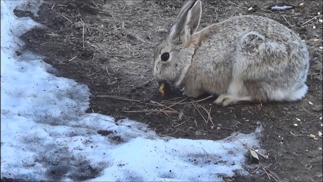 Bunny and Turkey update - YouTube
