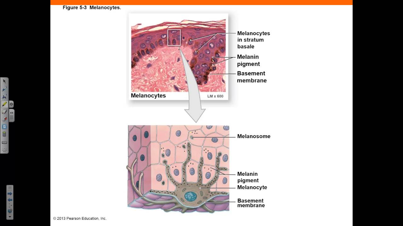 Chapter 5 Part 1 Epidermis, Dermis, Hypodermis, and Skin Color - YouTube