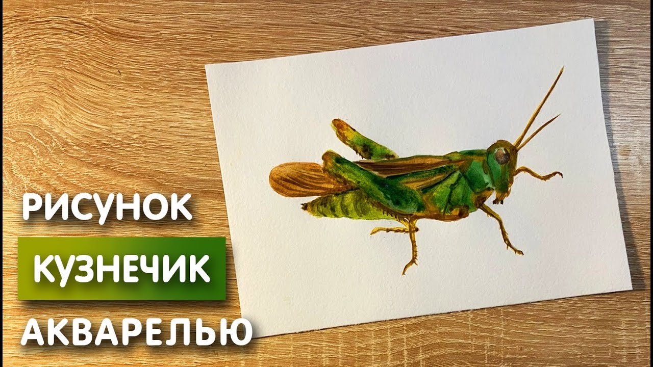 Как нарисовать кузнечика карандашом и акварелью начинающим Рисунок