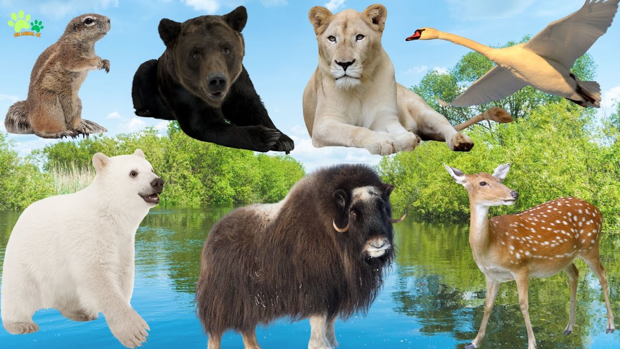 Popular animals in the world: Bear, Lion, Stork, Mole, Deer, Polar Bear ...