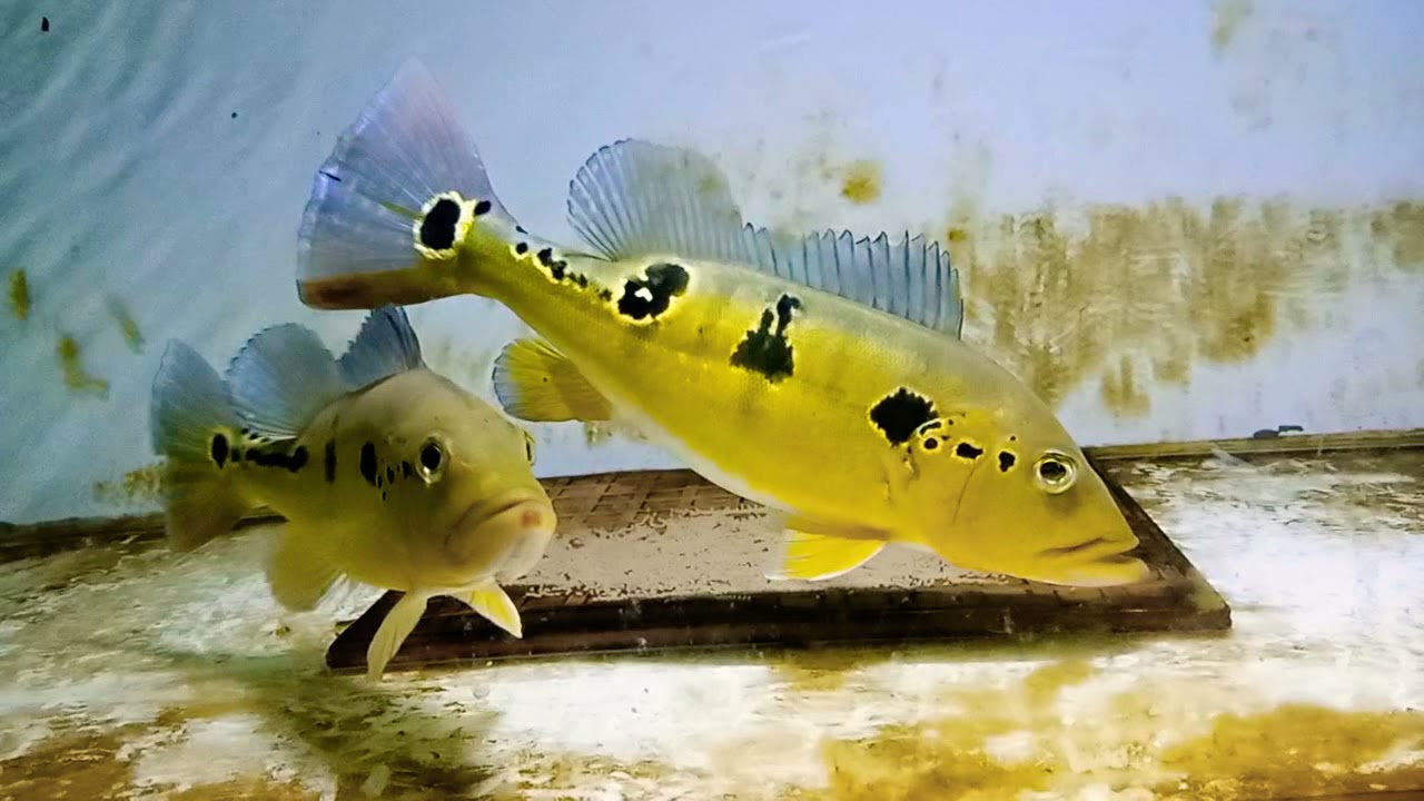 Cichla Pinima / Pinima Peacock Bass Breeding - YouTube