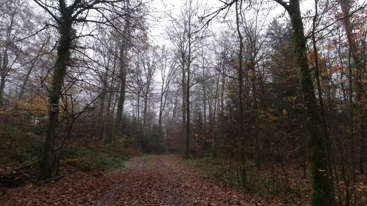 Windisch Wald Fluss 1 - YouTube