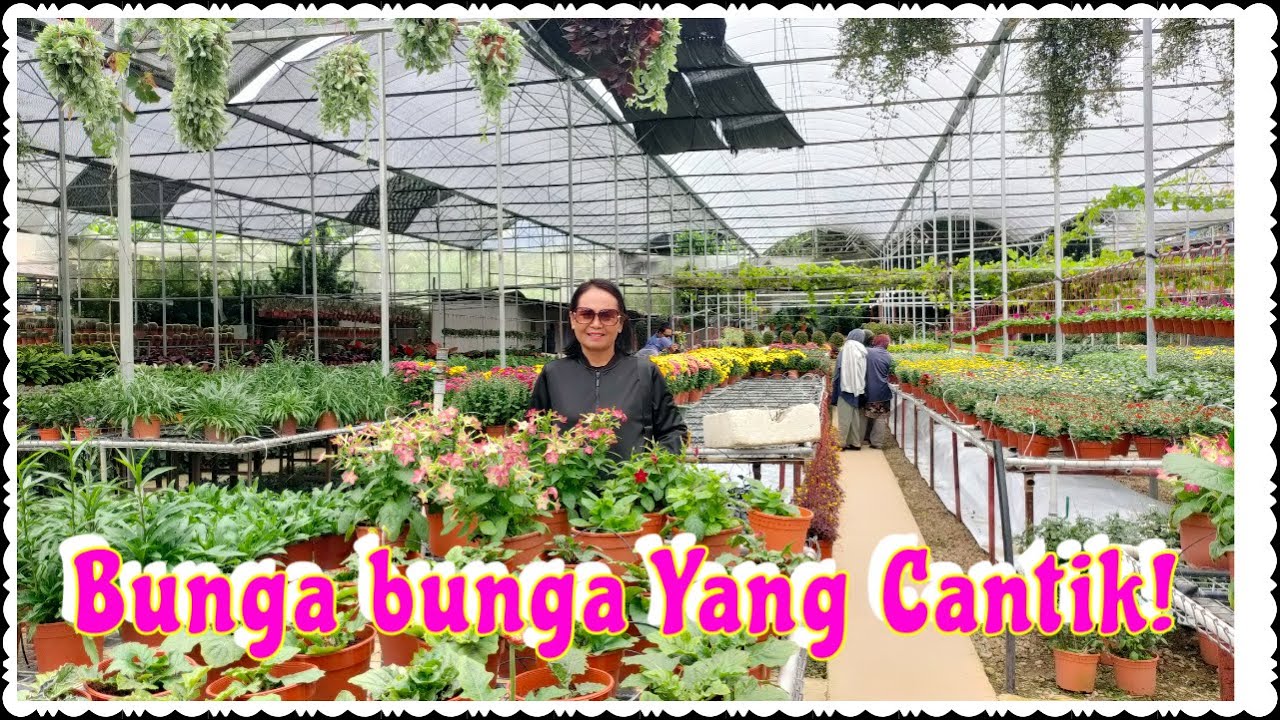 Bunga bunga yang cantik di Kundasang JIC Seng Nursery - YouTube