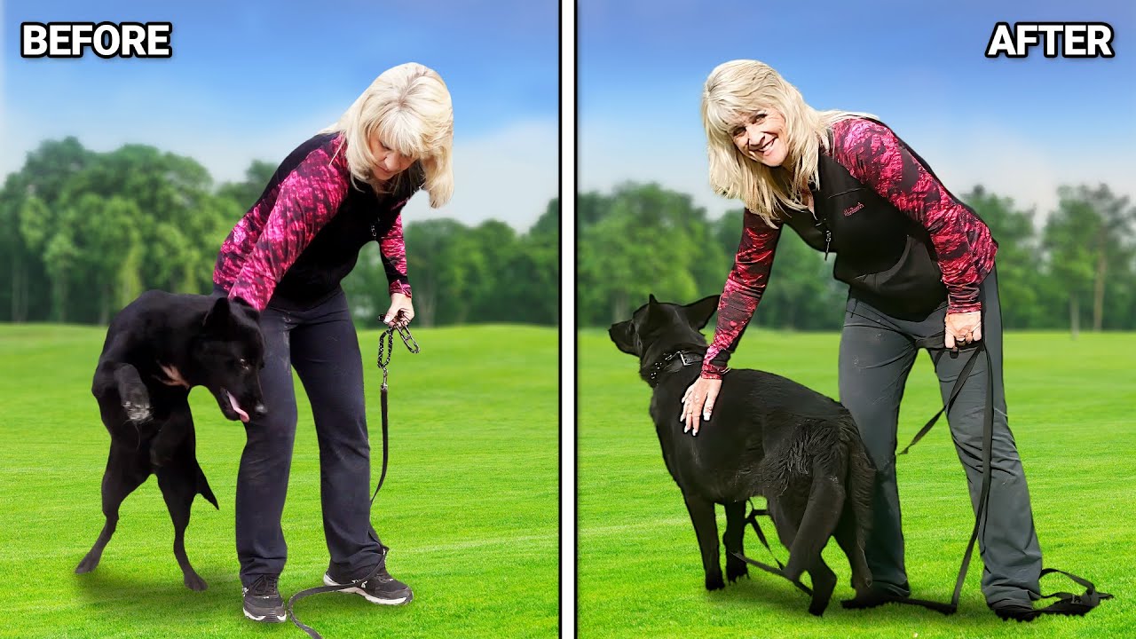 This Dog is EXTREMELY Hyper, Here's How I Calmed it - YouTube