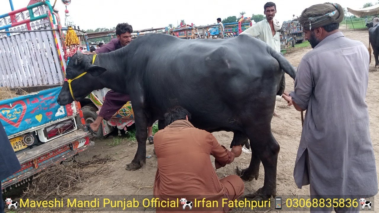 how to purchase buffalo - buffalo buying tips in urdu - How to Animals ...