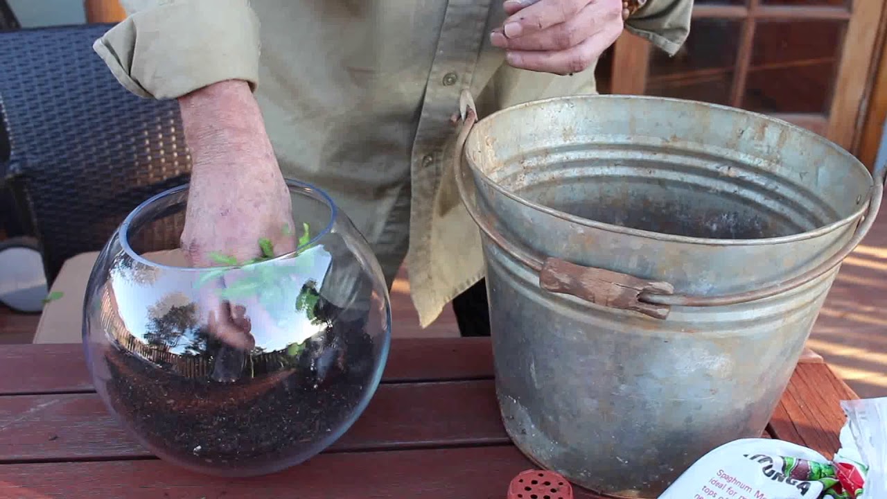 How to Make a Terrarium - YouTube