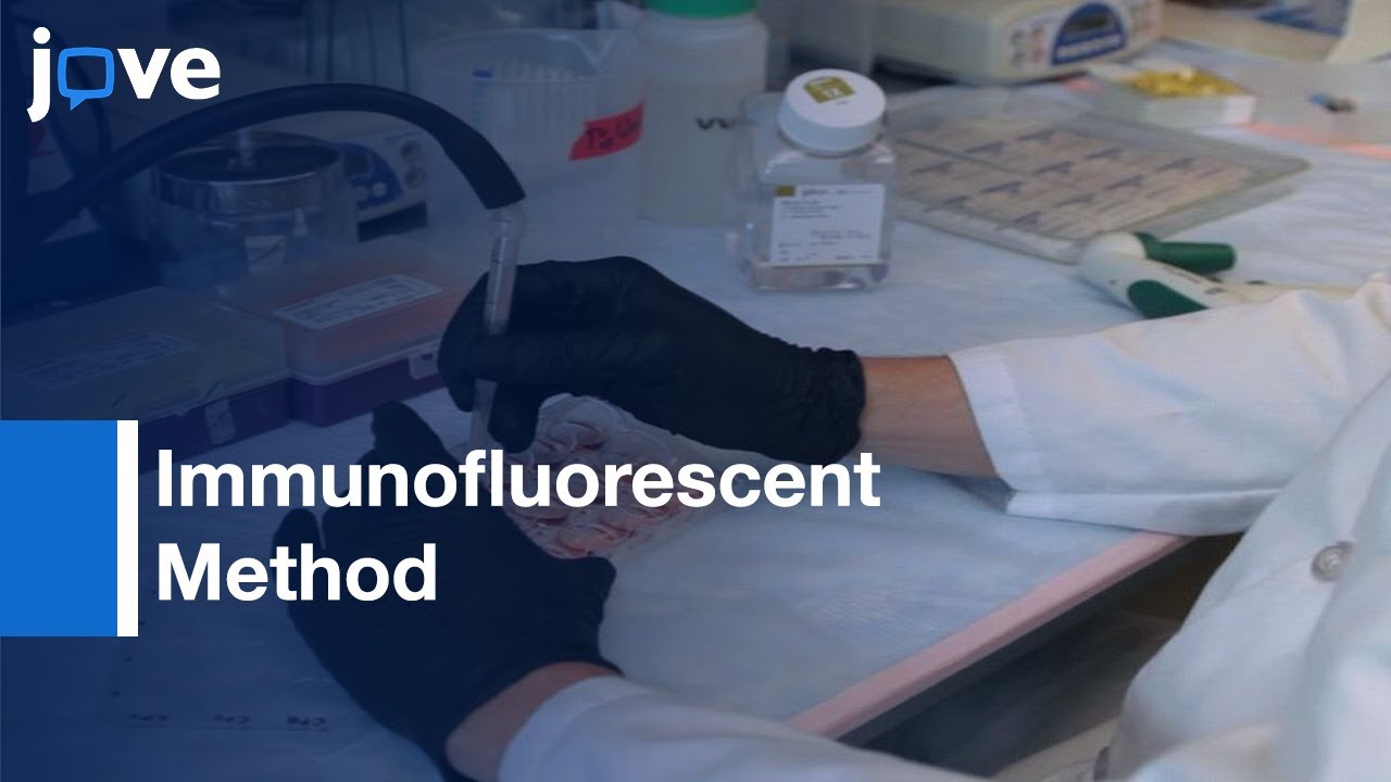 Immunofluorescent Method: Characterization-Barrett’s Esophagus Cells l ...