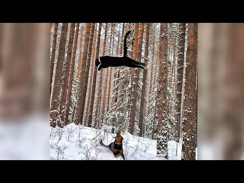 ❄️❄️❄️ Swimming in the snow with Luna the panther and Rottweiler Venza. ❄️❄️❄️