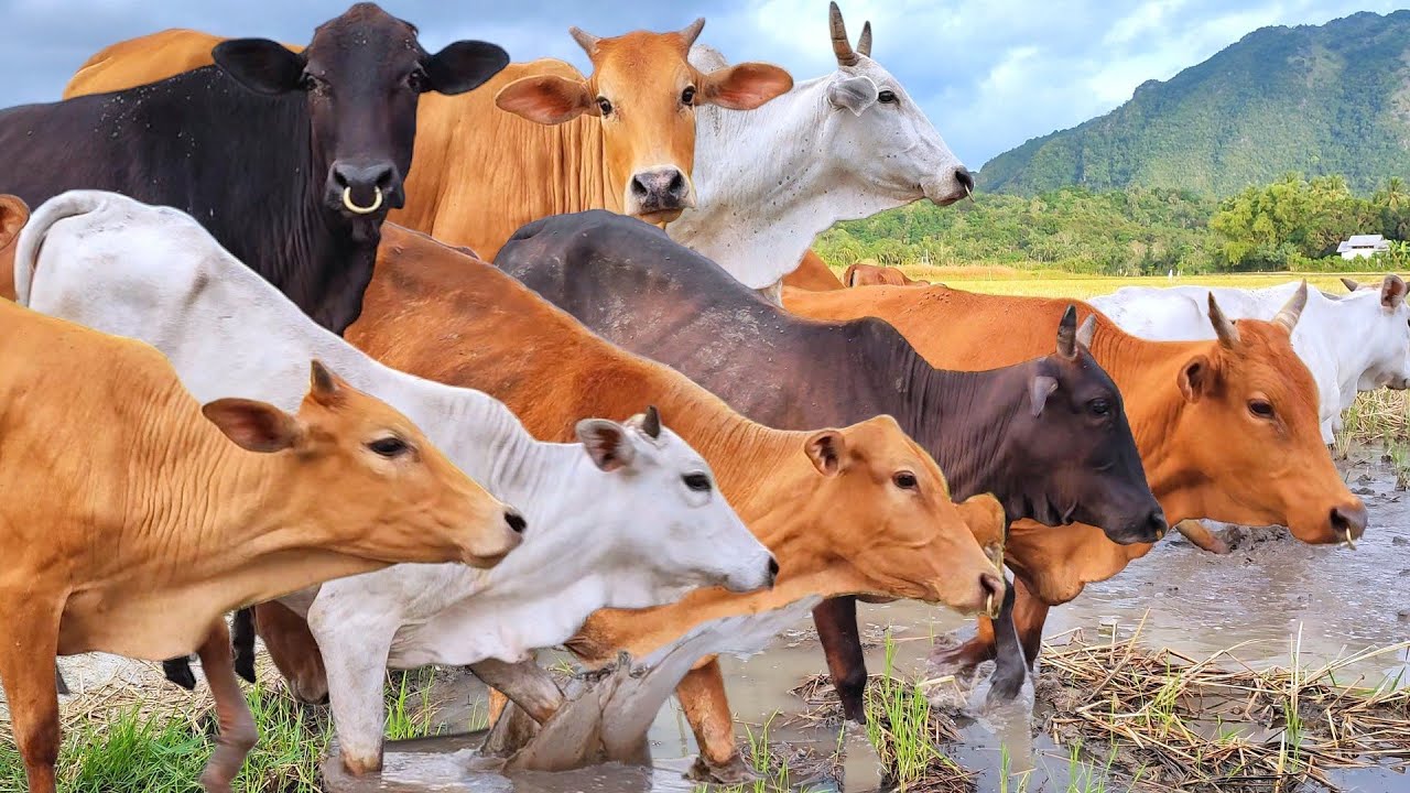 video sapi Lembu Lucu berkeliaran Berjalan di lumpur dan berlari ...