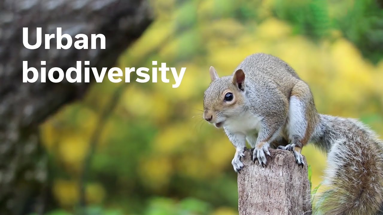 Urban Biodiversity english YouTube urban-biodiversity-english-youtube