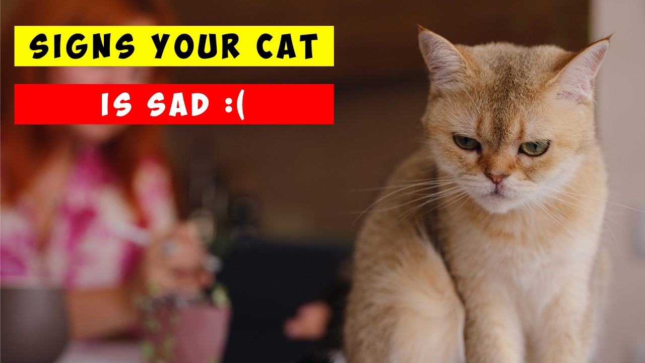 Understanding The Hidden Signals Of A Sad Cat's Behavior - YouTube