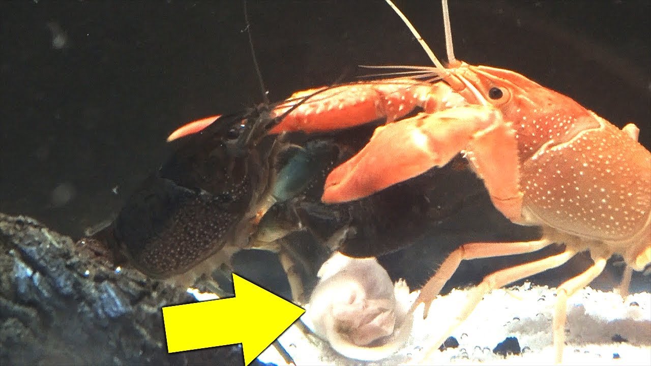 Giant lobsters fight over rat. - YouTube