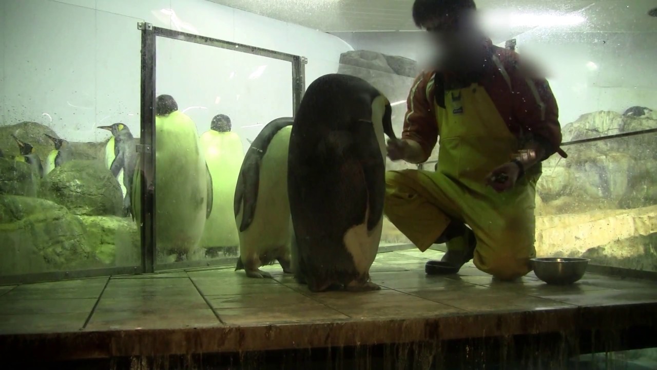 #2-8 Dec 2017 Emperor penguin at Adventure world, Japan - YouTube