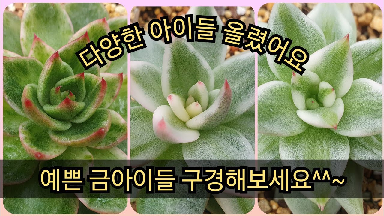 11월 3일 예쁜 금아이들 보시고 구매해보세요 다육 다육이 다육식물 다육이금 금다육이 금다육 Youtube