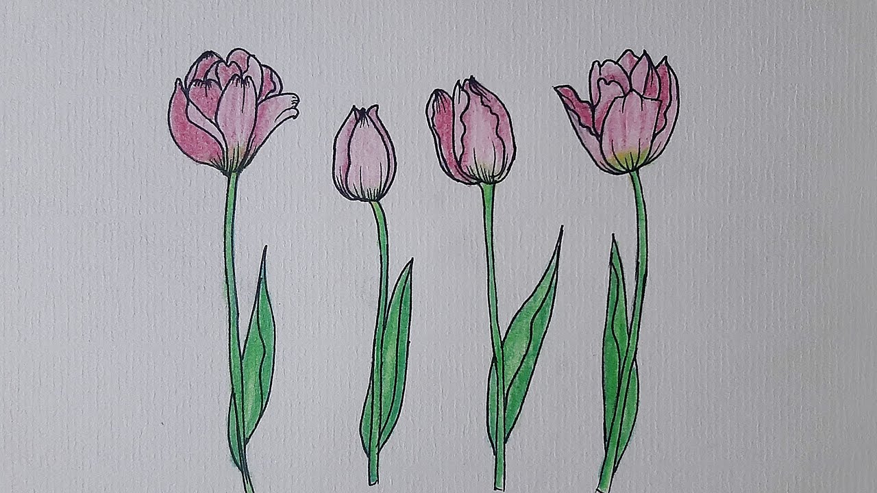 4 Simple Tulip Drawing | How to Draw Tulip Flower | Tulip Drawing Easy ...