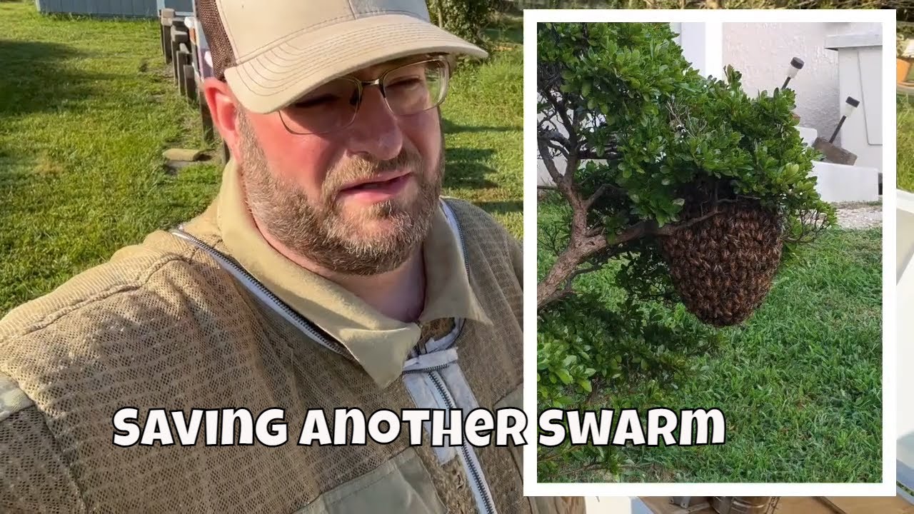 Saving another late season swarm 🐝 | Beekeeping - YouTube