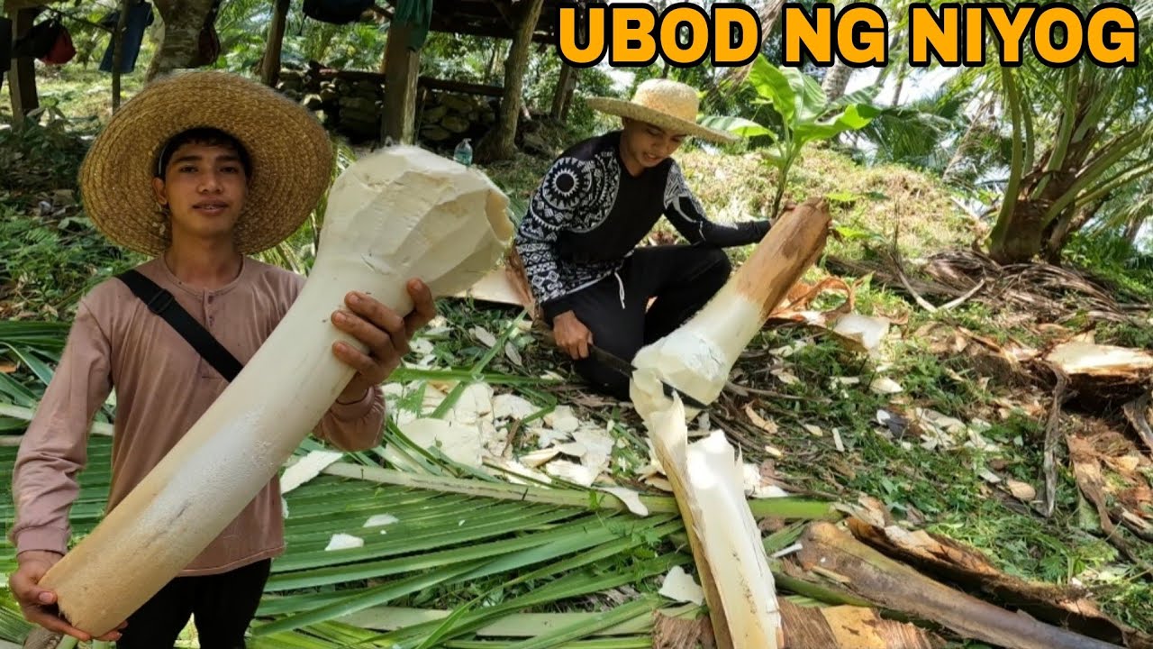 PAGKUHA NG UBOD NG NIYOG. IKALAWANG ARAW PAGTATABAS NG NIYOGAN - YouTube