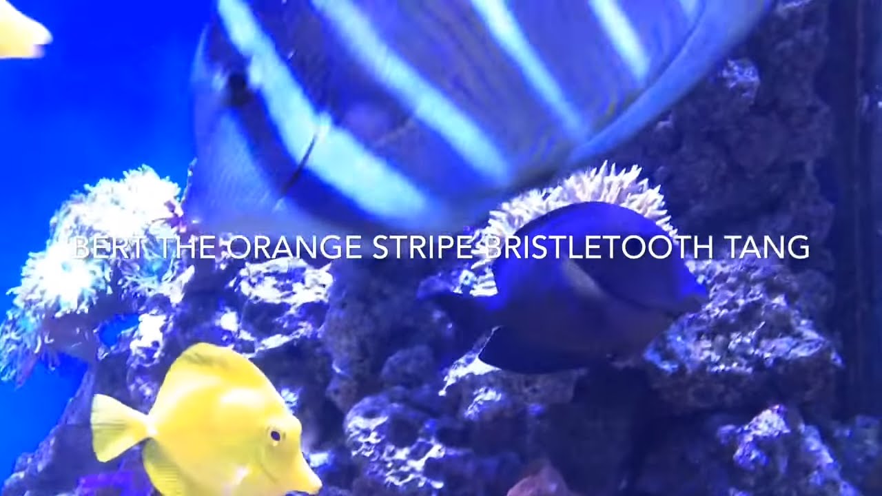 Bert the Orange stripe bristletooth tang (Ctenochaetus striatus) - YouTube