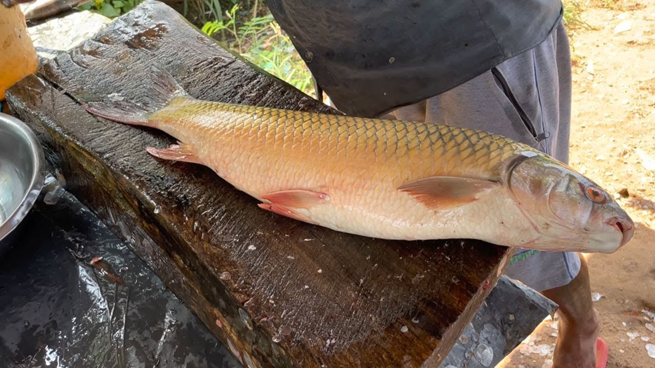 Amazing ! Live Golden Crap Fish Cutting Skills in Sri Lanka | Excellent ...